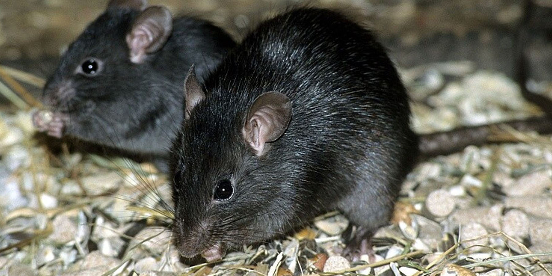 Rata negra (Rathusrattus) - Desralim